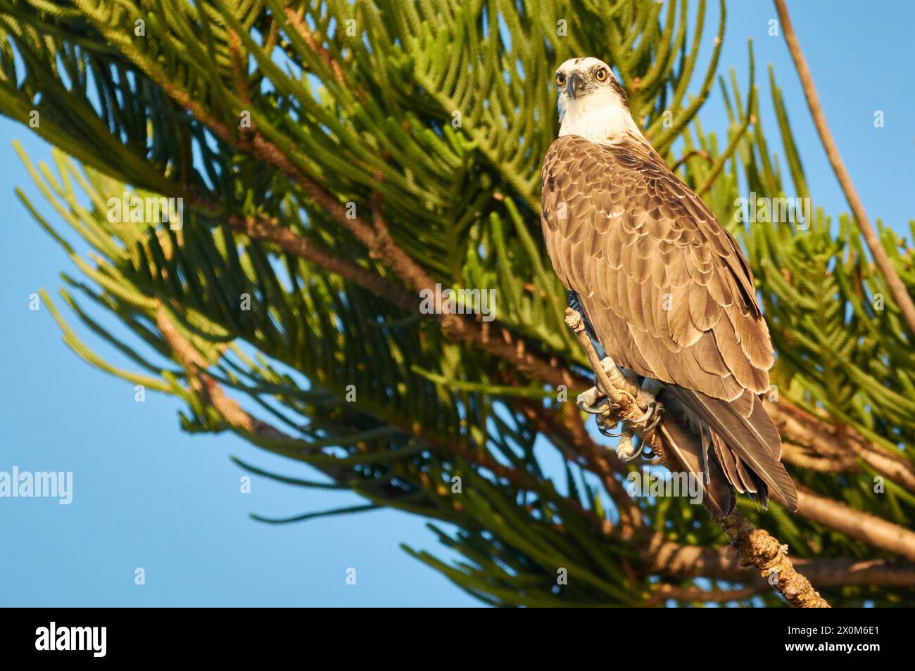 An Eastern Osprey, Pandion haliaetus cristatus, sitting in a Norfolk ...