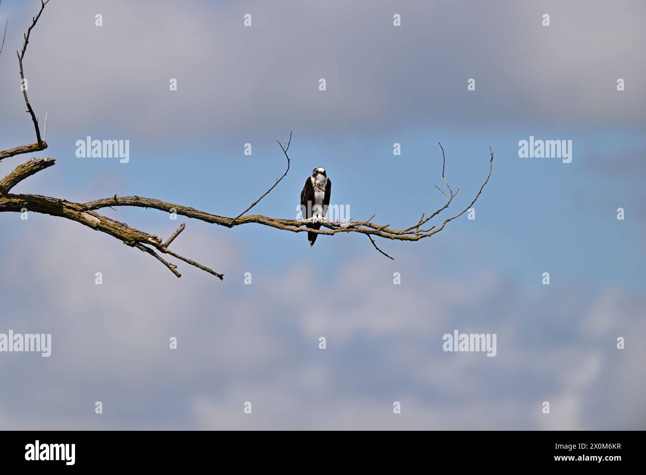 Osprey stretching wings on a Branch Stock Photo - Alamy