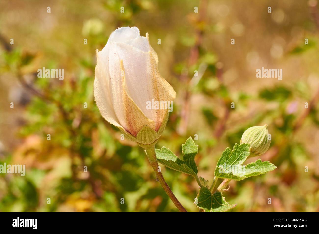 The unopened flower of Alyogyne huegelii, a native Australian hibiscus ...