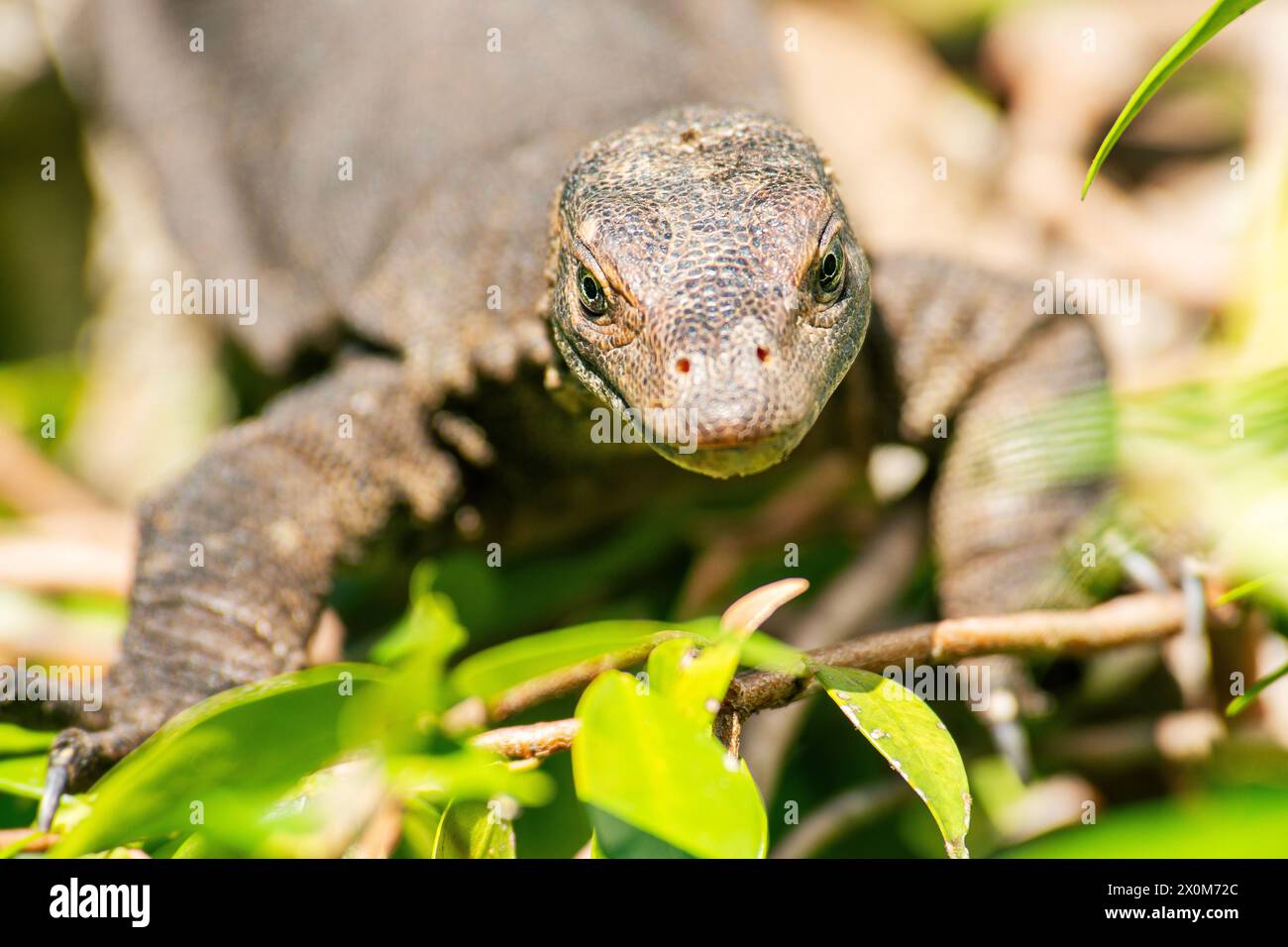 Monitor lizard family hi-res stock photography and images - Alamy
