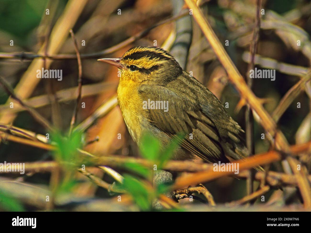 Worm-eating warbler during spring migration Stock Photo - Alamy
