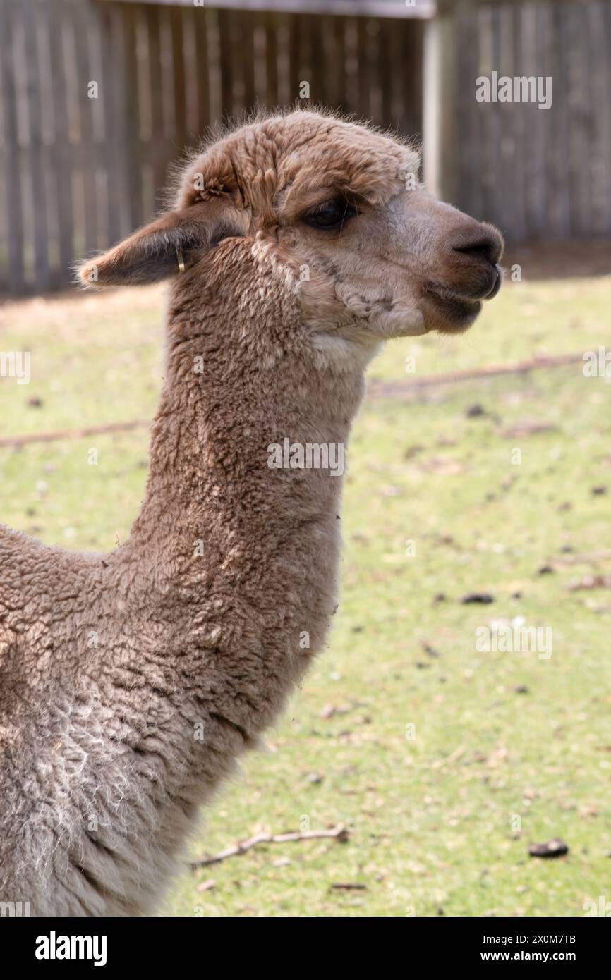 alpaca are slender bodied animals with long legs and neck and small ...