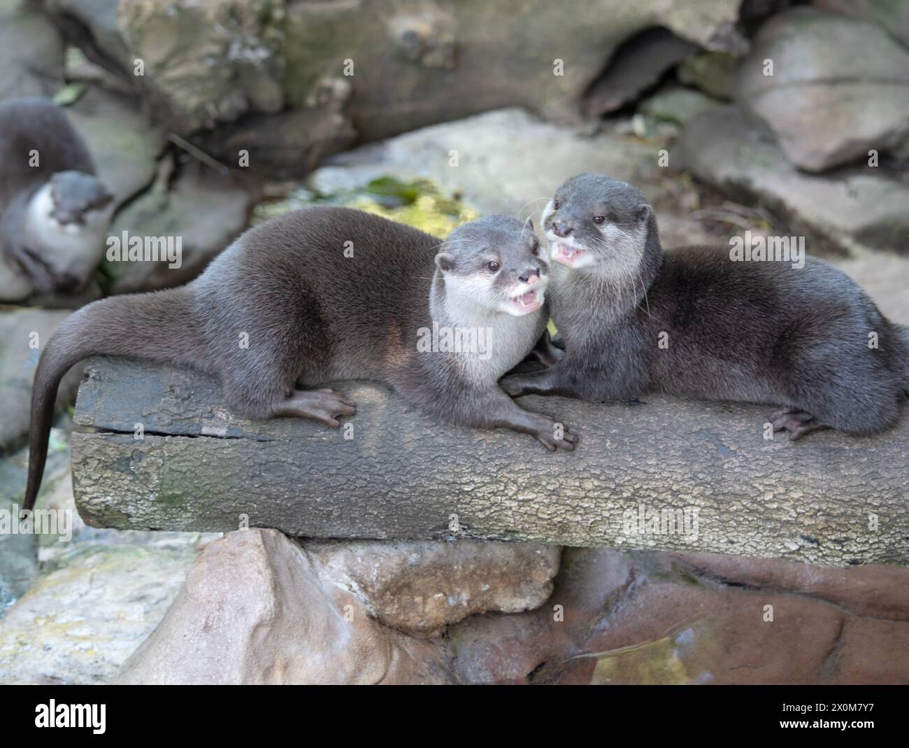 Asian small clawed otters are small, with short ears and noses ...