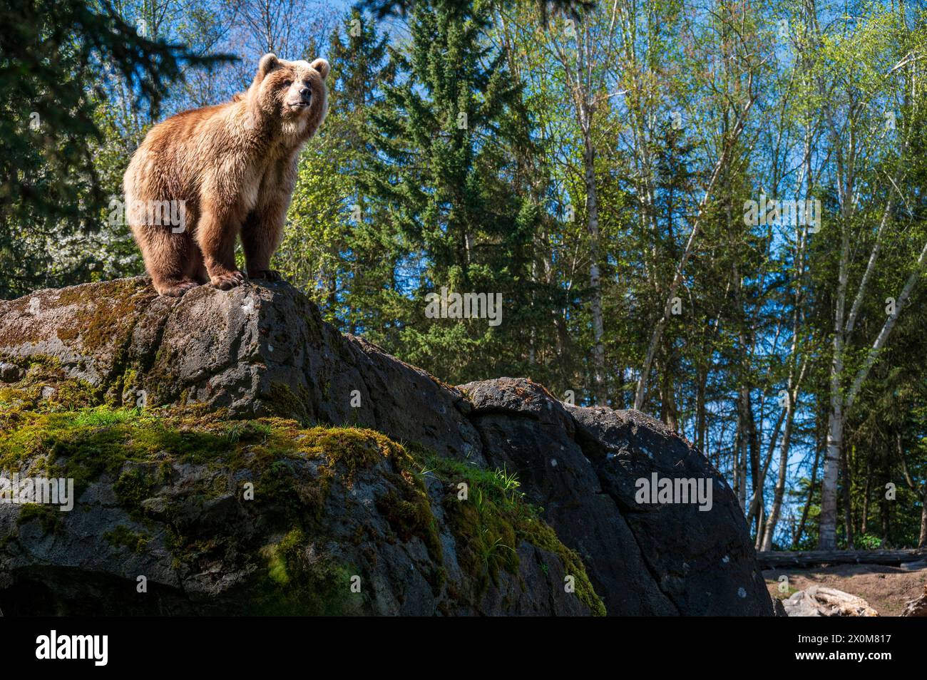 Seattle, Washington, USA. 12th Apr, 2024. Juniper, an Alaskan Brown ...