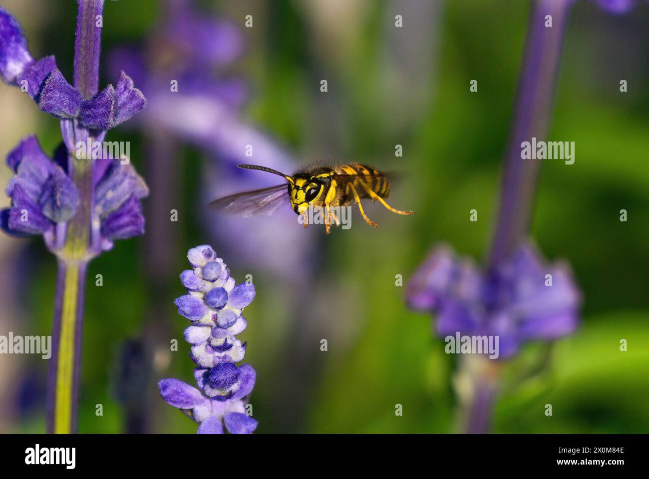 A Yellowjacket wasp flying through a purple Salvia flower garden. Close ...