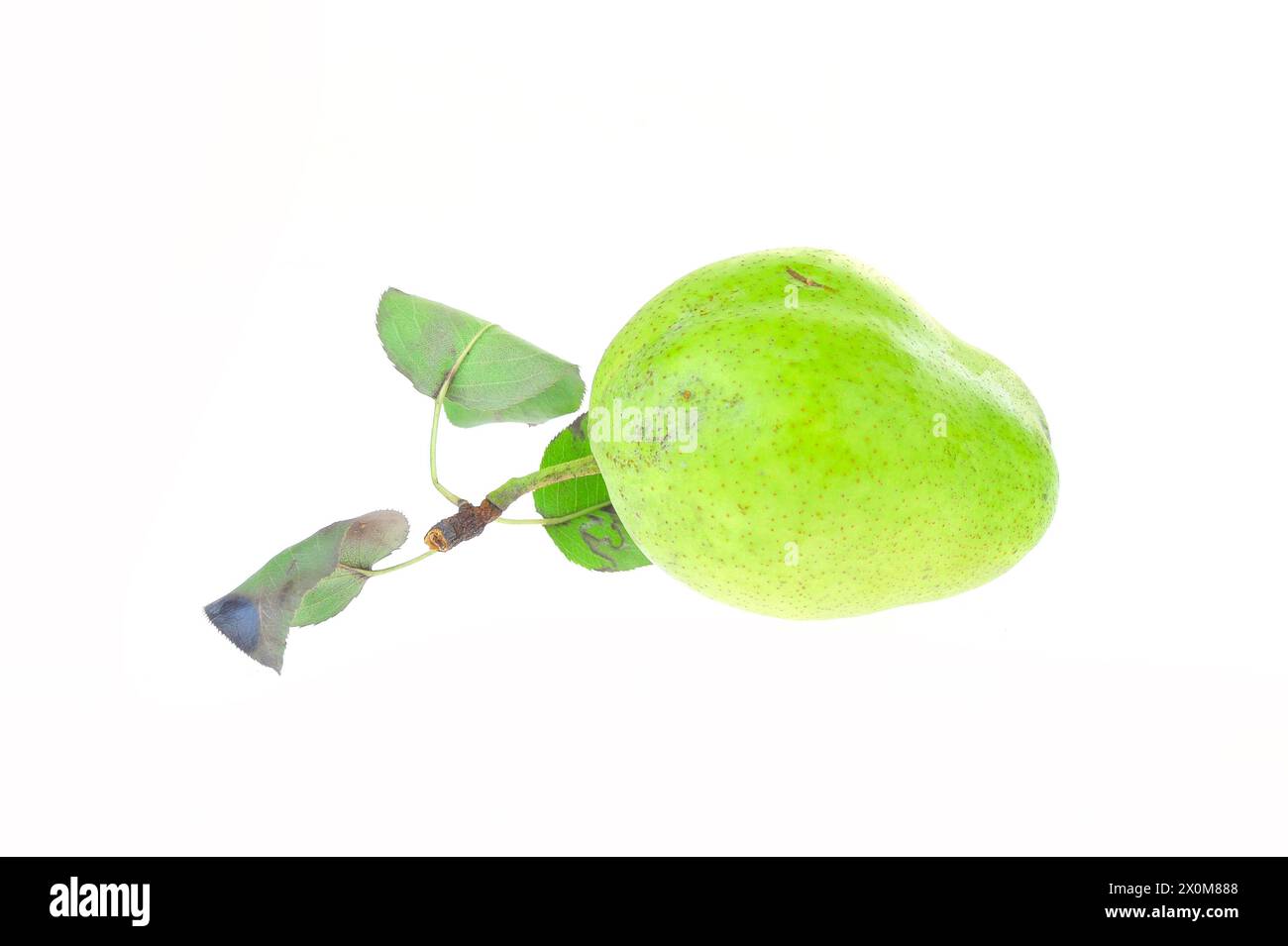 Pome is white background Stock Photo - Alamy