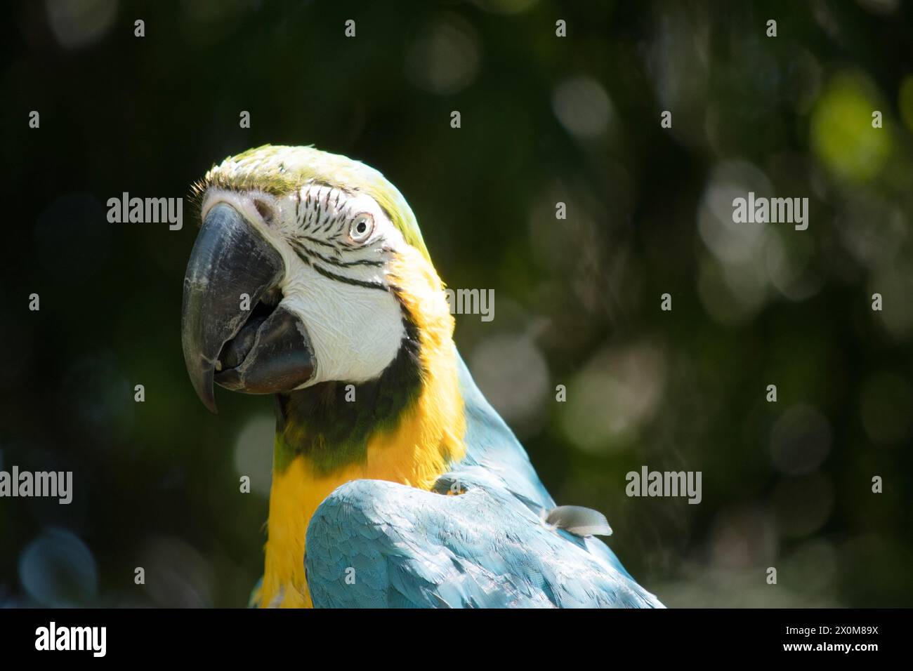 the blue and gold Macaw has back and upper tail feathers of the blue ...