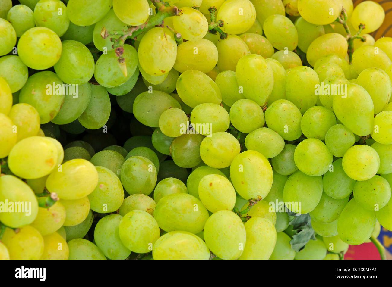 Fresh grapes, close-up pictures Stock Photo - Alamy