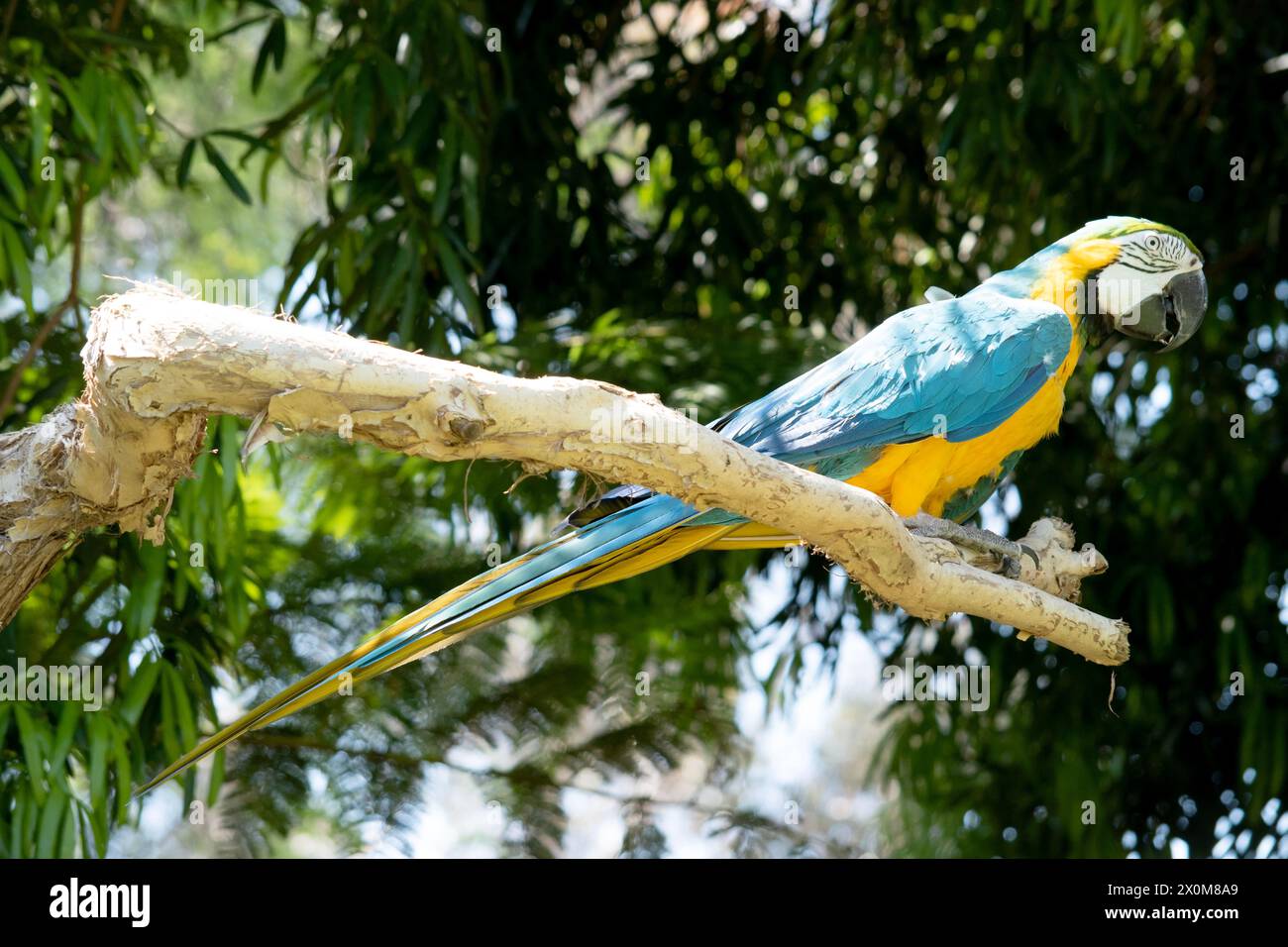 the blue and gold Macaw has back and upper tail feathers of the blue ...