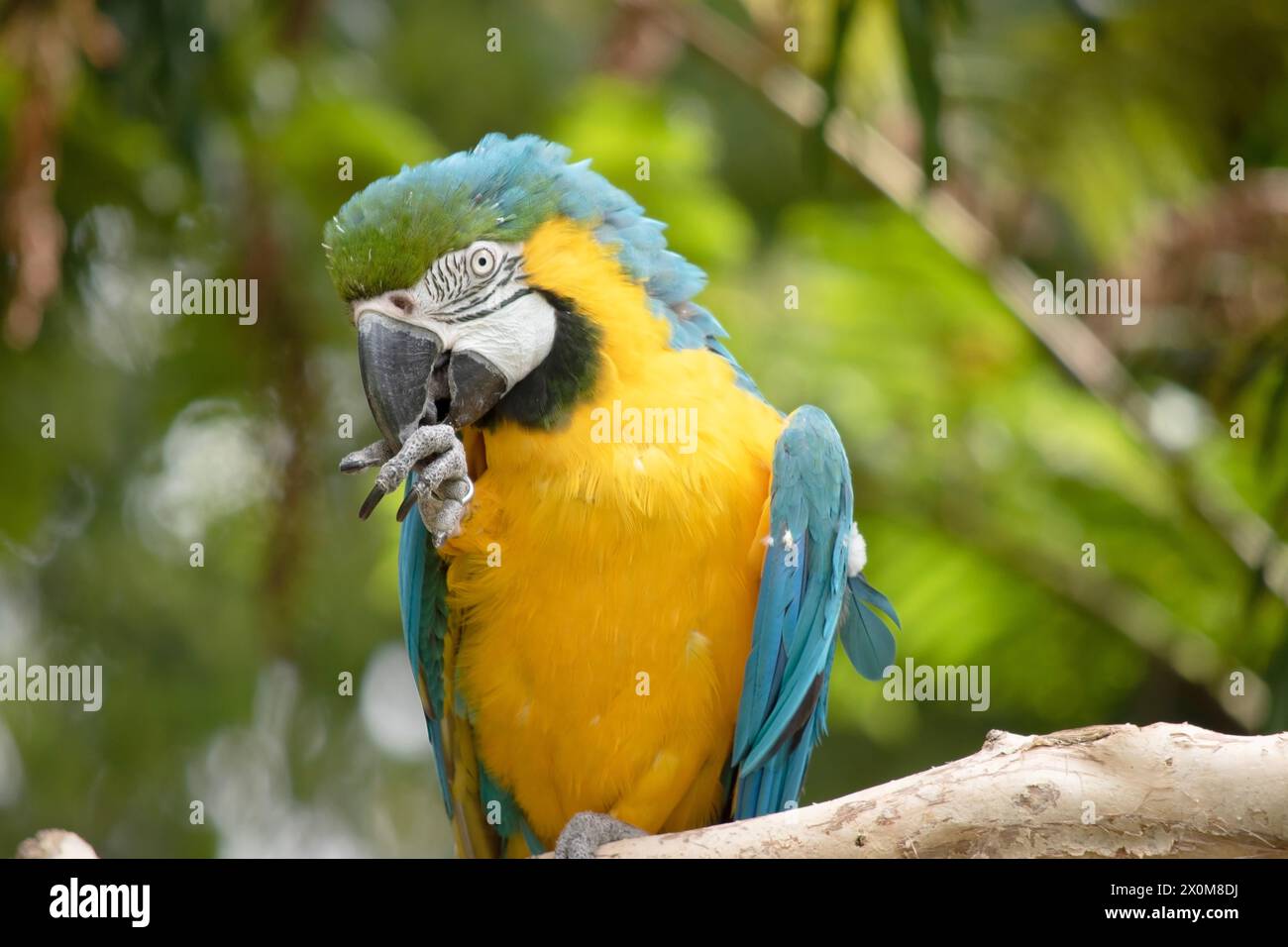 the Back and upper tail feathers of the blue and gold macaw are ...