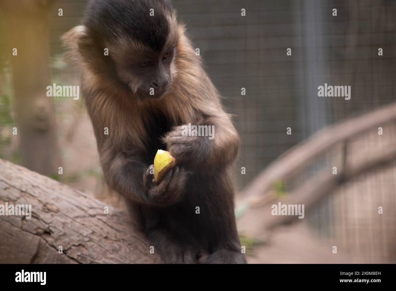 The brown capuchin has brown, thick fur with a dark wedge on the ...