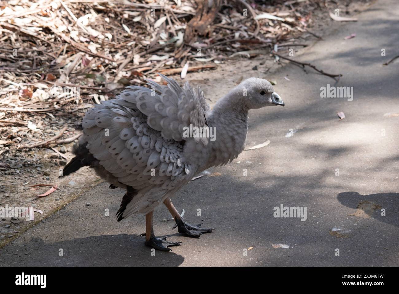 The Cape Barren Goose is a very large, pale grey goose with a ...