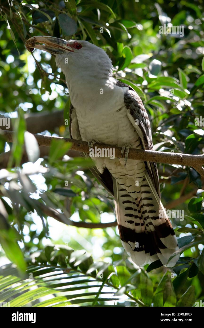 the Channel-billed Cuckoo has a massive pale, down-curved bill, grey ...