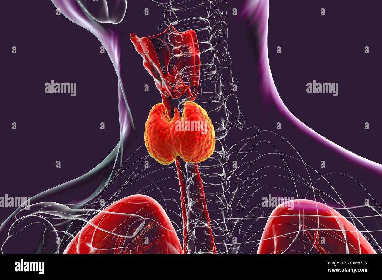3D illustration of a healthy thyroid gland. The thyroid gland produces ...
