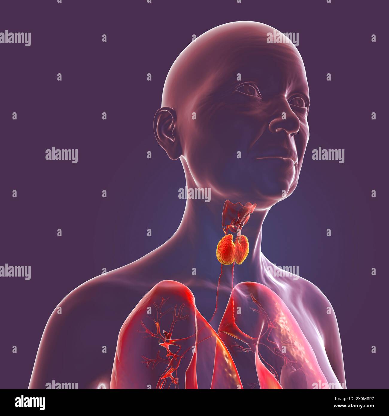 3D illustration of a healthy thyroid gland. The thyroid gland produces ...