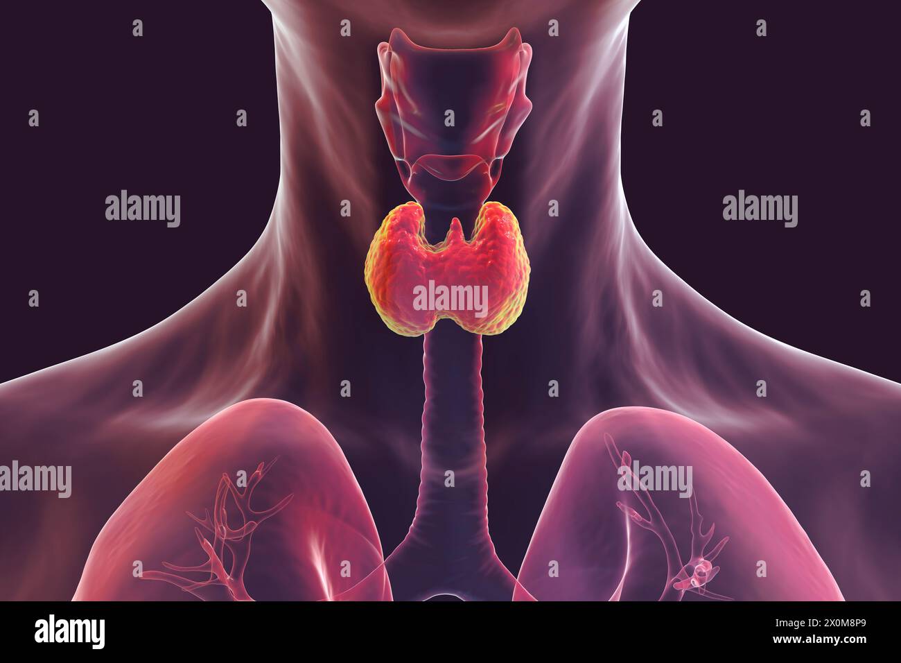 3D illustration of a healthy thyroid gland. The thyroid gland produces ...