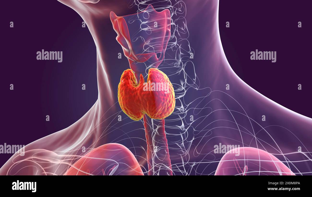 3D illustration of a healthy thyroid gland. The thyroid gland produces ...