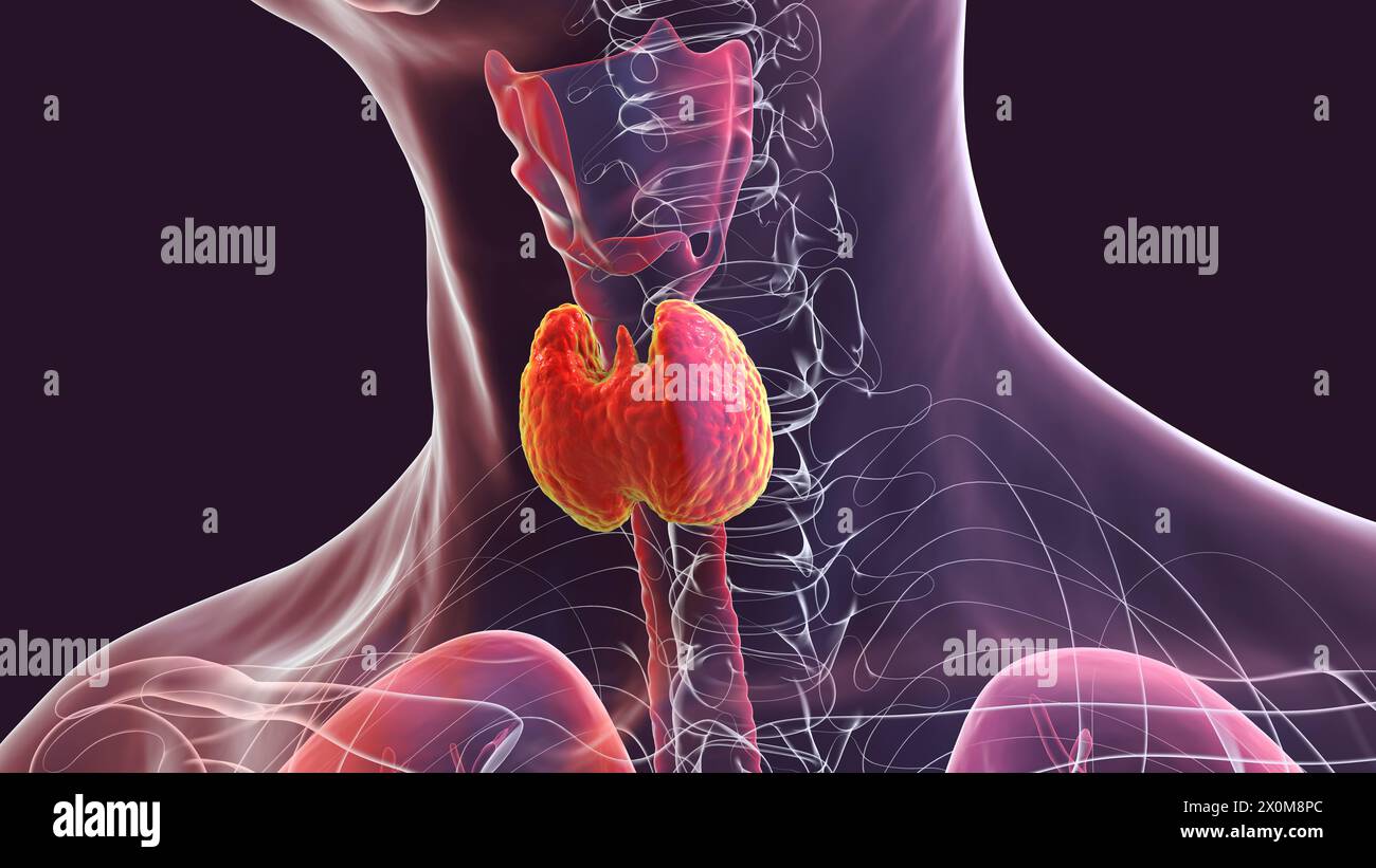 3D illustration of a healthy thyroid gland. The thyroid gland produces ...