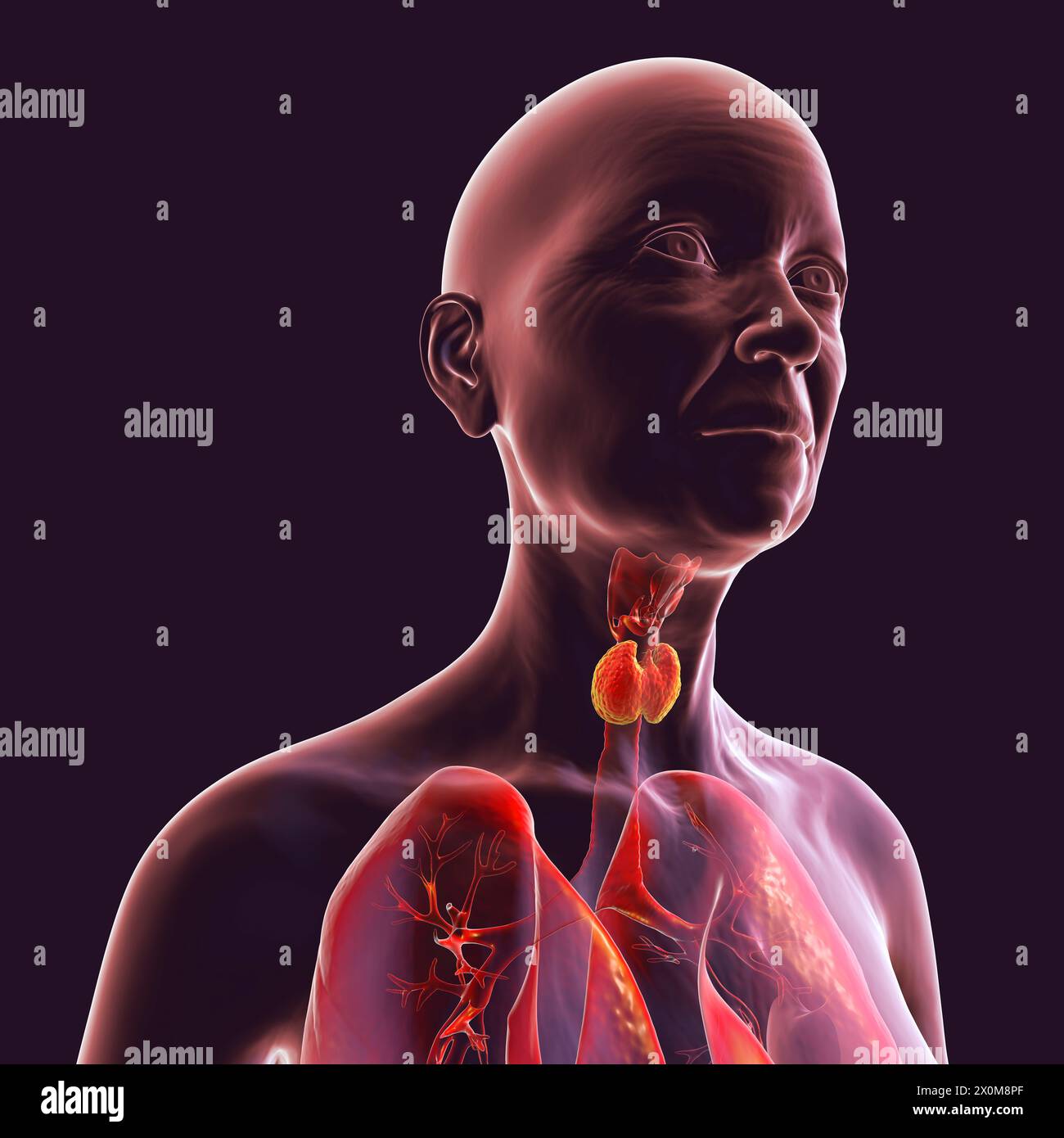 3D illustration of a healthy thyroid gland. The thyroid gland produces ...