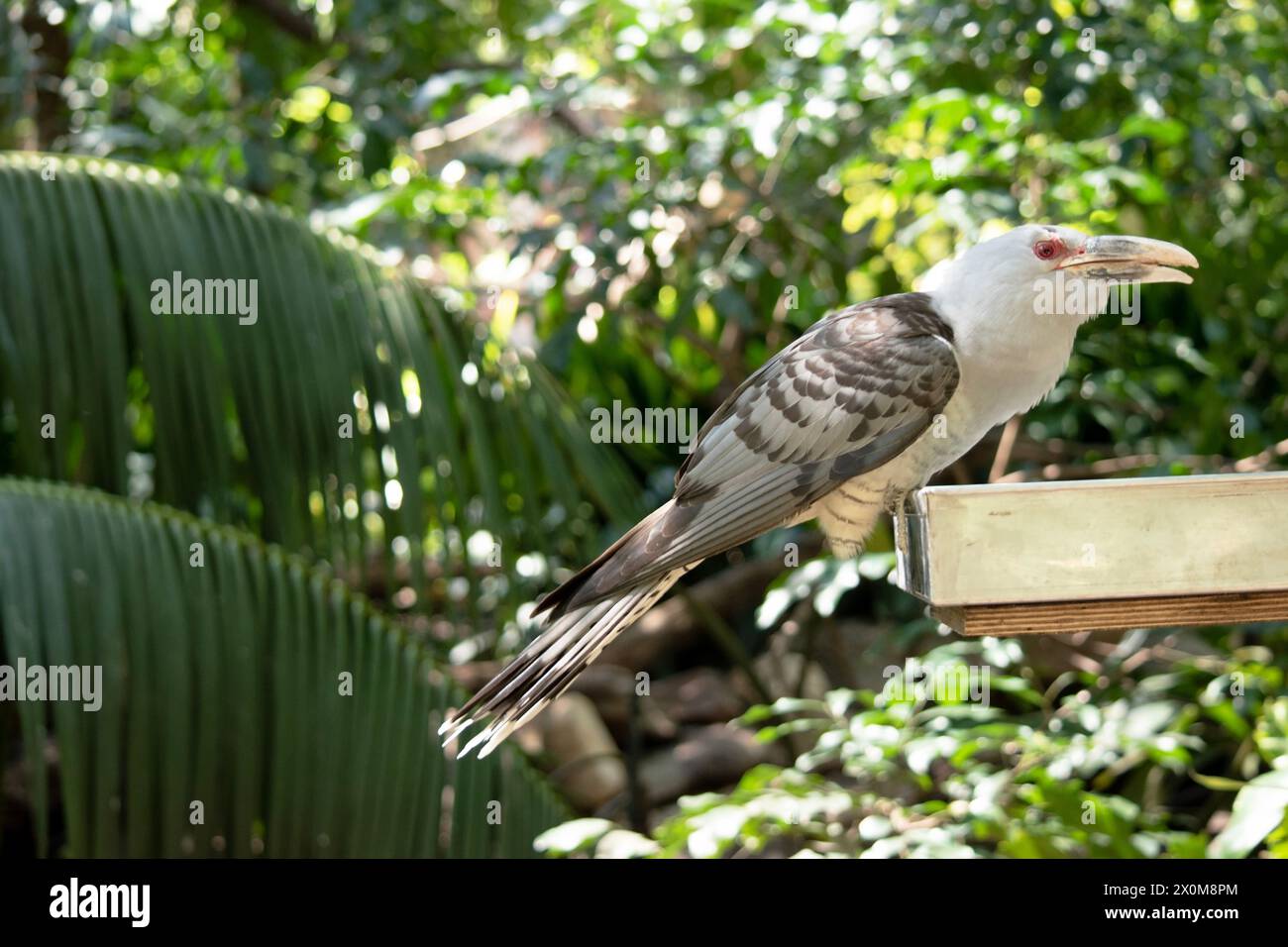 Long barred tail hi-res stock photography and images - Alamy