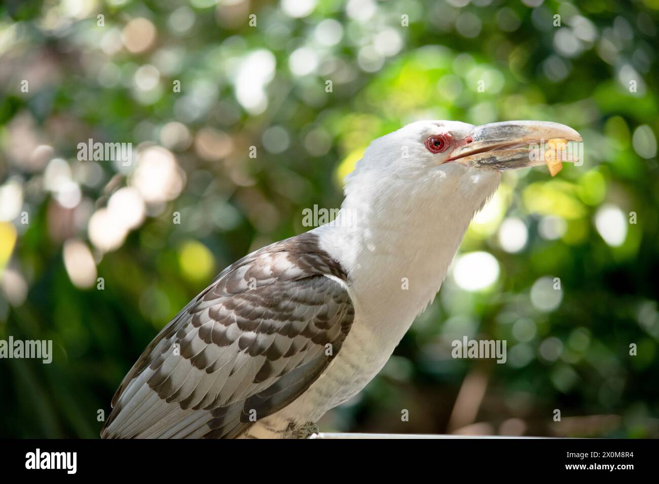 the Channel-billed Cuckoo has a massive pale, down-curved bill, grey ...