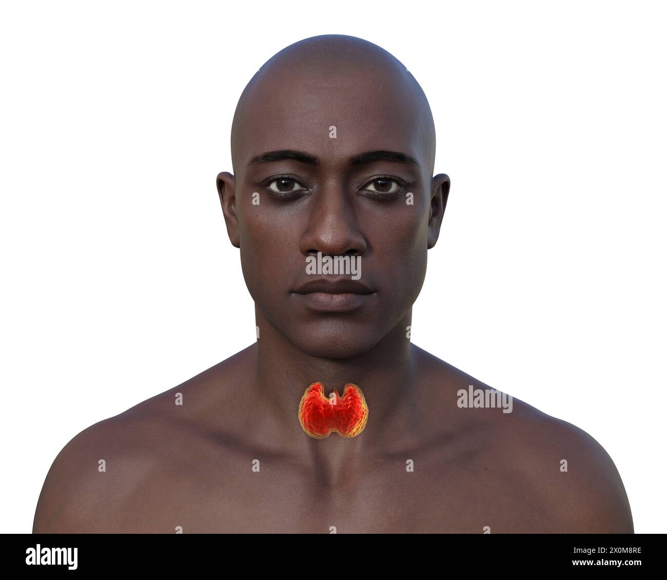 3d Illustration Of A Man With A Healthy Thyroid Gland Red The Thyroid Gland Produces Hormones