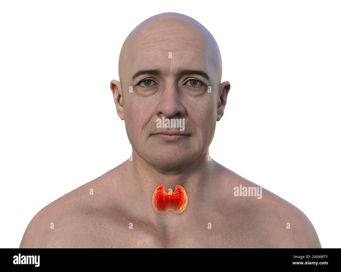 3D illustration of a middle-aged man highlighting a healthy thyroid ...