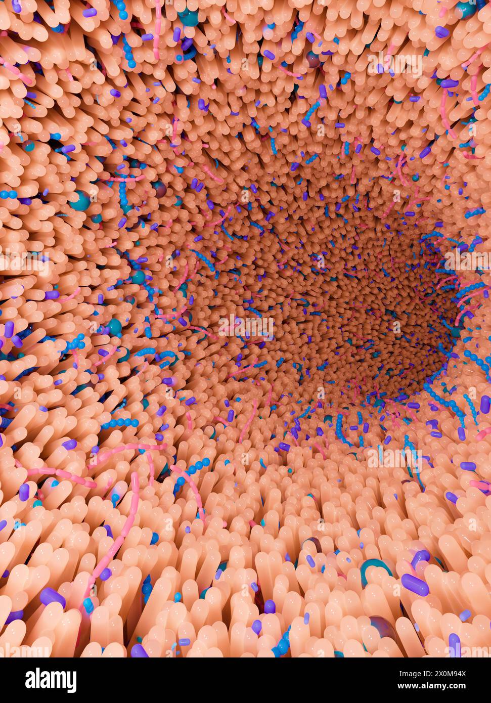 Illustration of the interior of the human gut. Bacteria (blue) live ...
