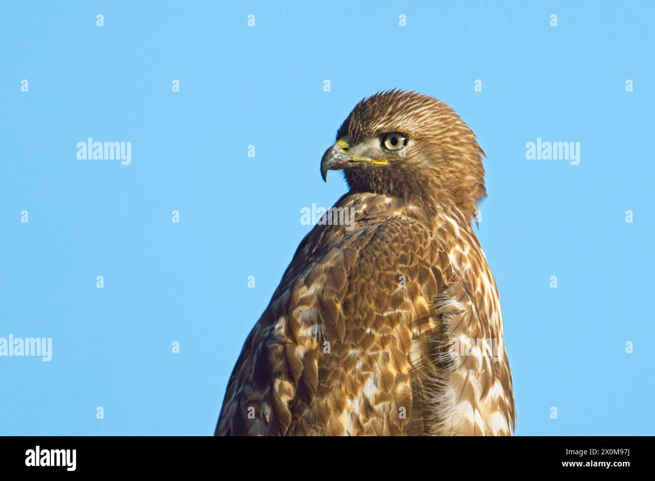 A close up portraiture of a red tailed hawk against a blue sky in ...