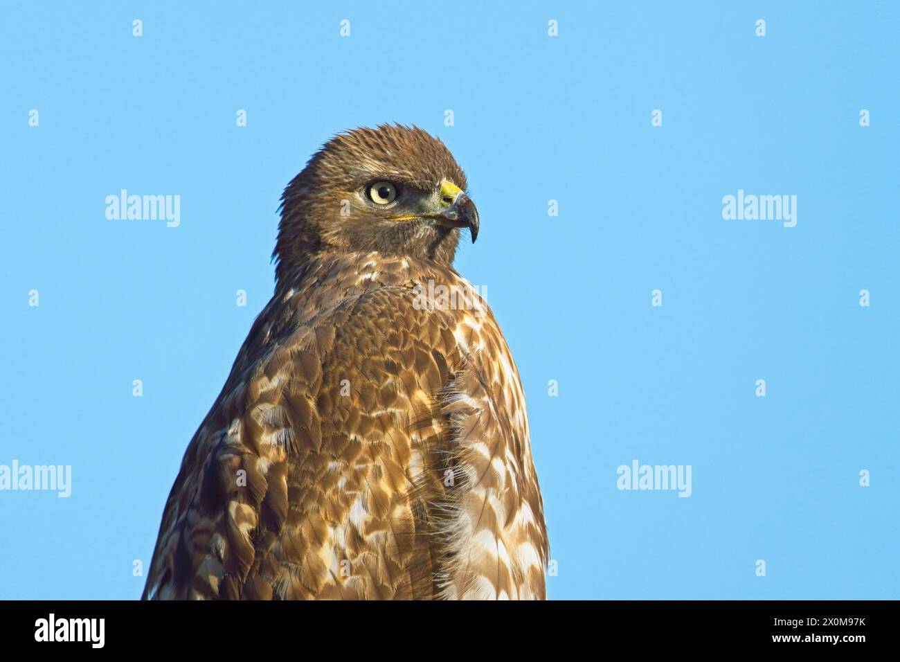 A close up portraiture of a red tailed hawk against a blue sky in ...