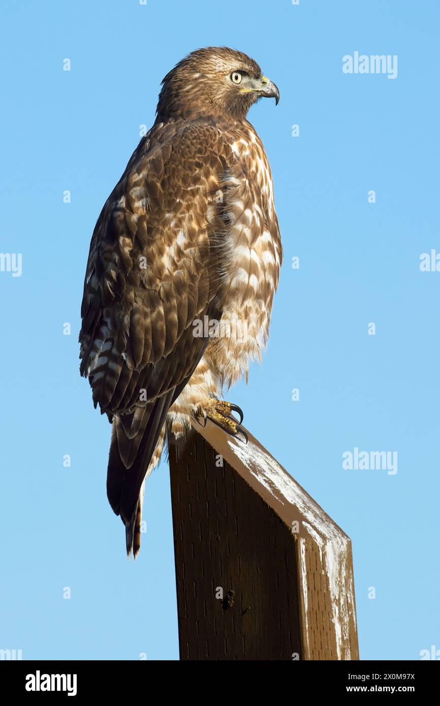 Red tailed hawk perched hi-res stock photography and images - Alamy
