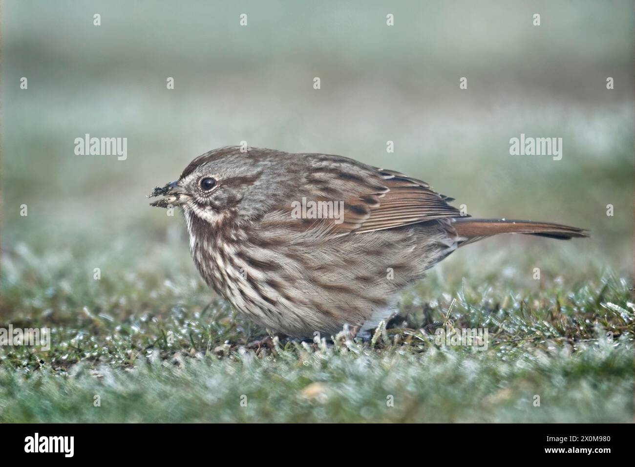 A small song sparrow walks on the ground foraging for food in north ...