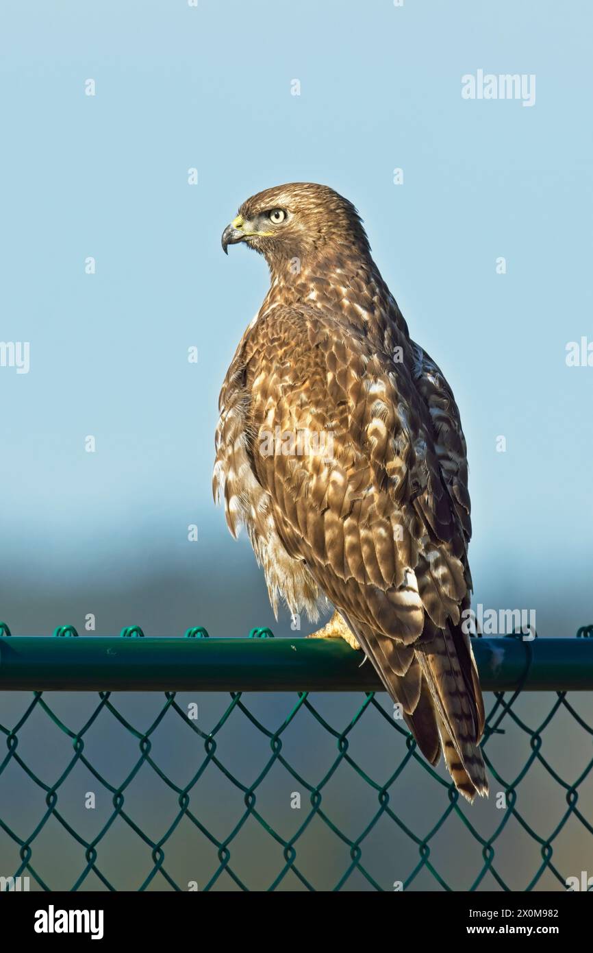 A red tailed hawk perches on a green metal fence in eastern Washington ...