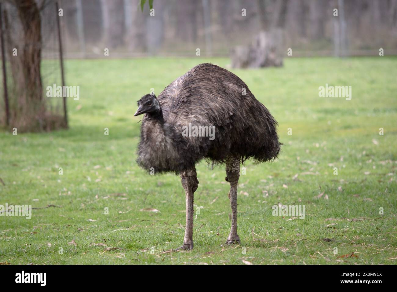 Emus are covered in primitive feathers that are dusky brown to grey ...