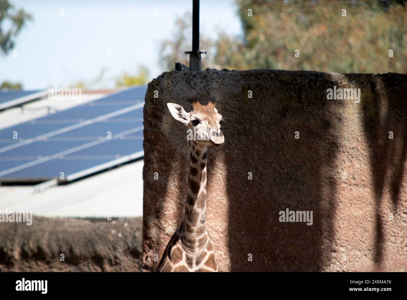 The giraffe is the tallest of all mammals. The legs and neck are ...