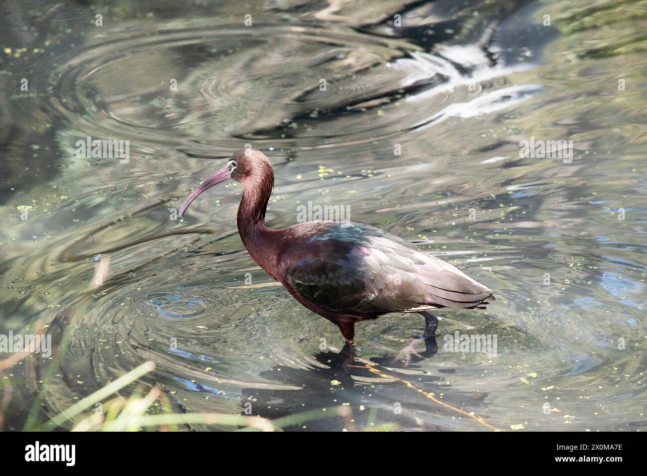 The glossy ibis neck is reddish-brown and the body is a bronze-brown ...