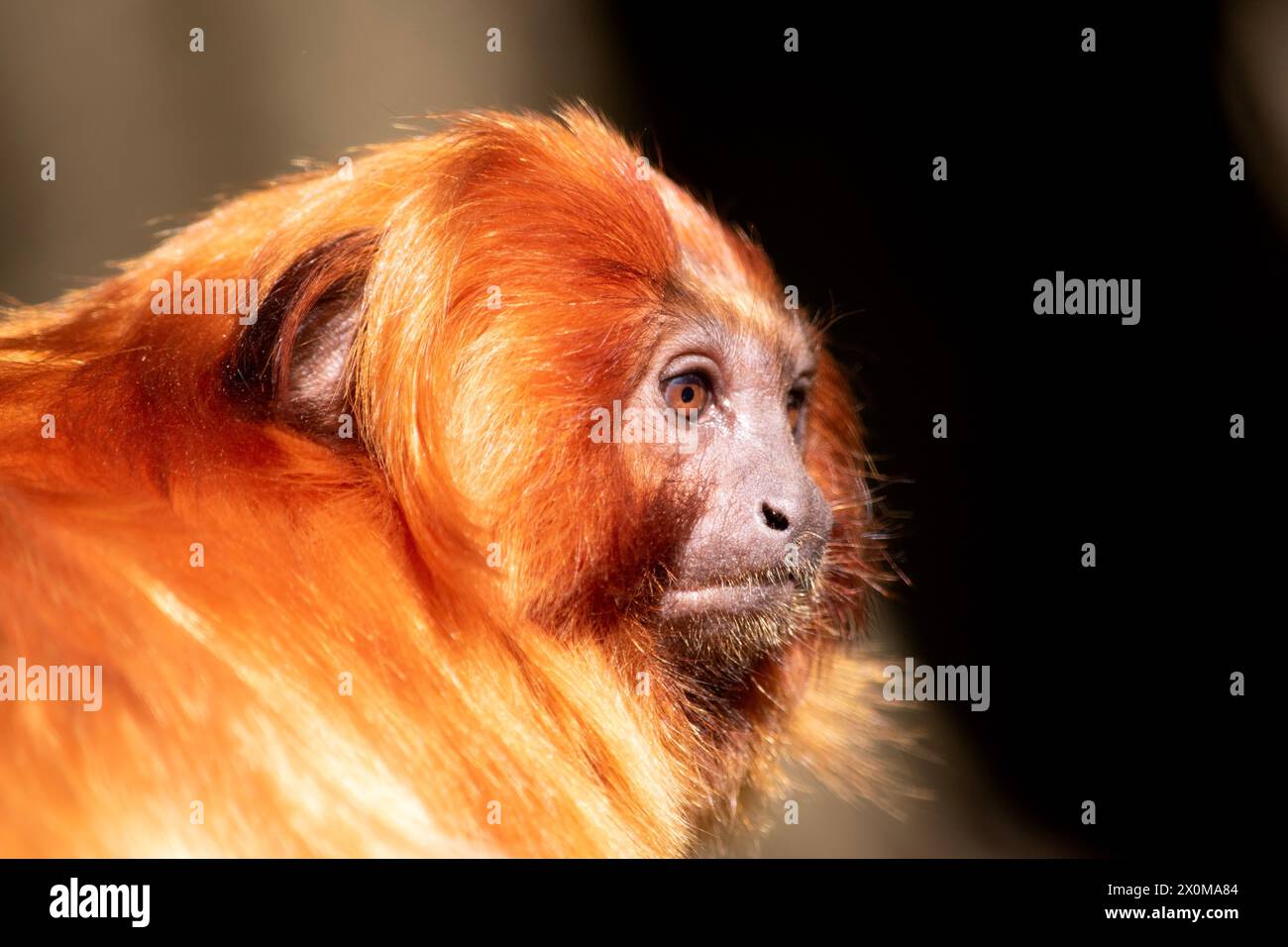 the golden lion tamarin South America primates with a magnificent ...