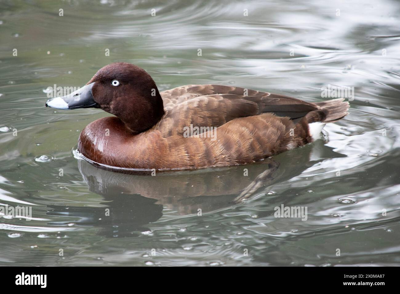 The Hardhead also White-eyed Duck has a brown body and white underside ...