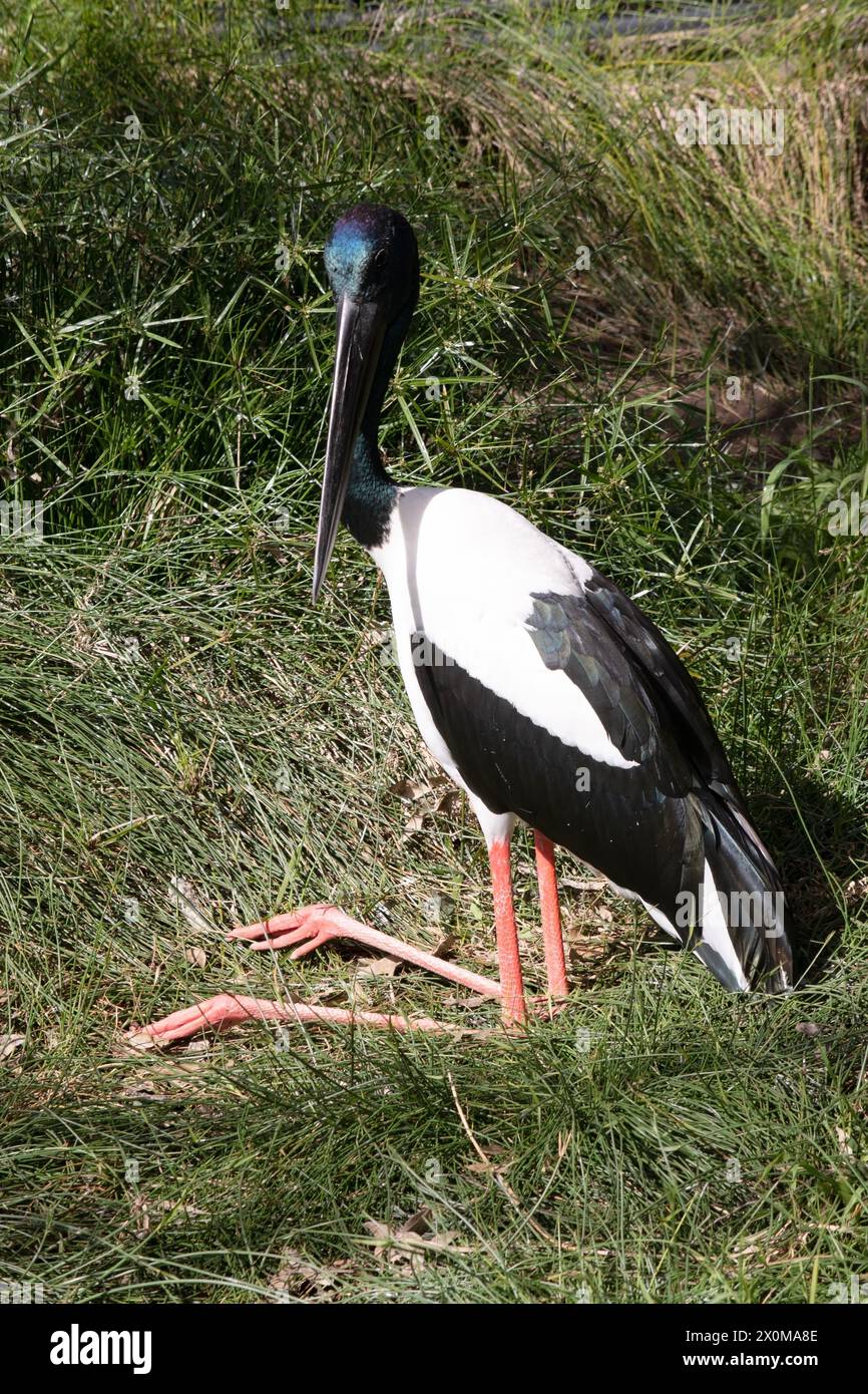 Purple blue head and neck hi-res stock photography and images - Alamy