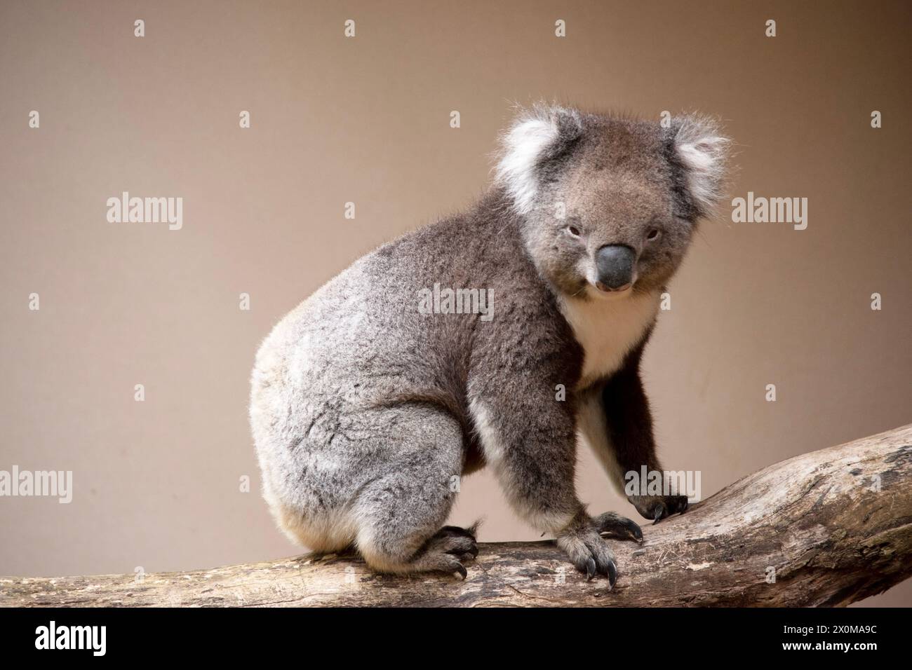 the Koala has a large round head, big furry ears and big black nose ...
