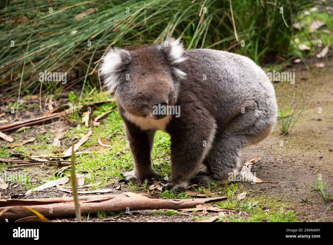 the Koala has a large round head, big furry ears and big black nose ...