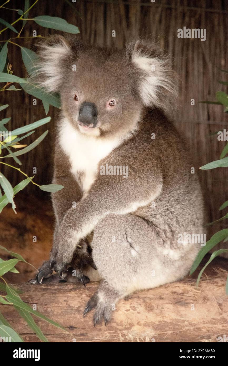 the Koala has a large round head, big furry ears and big black nose ...