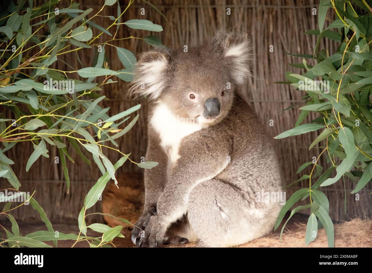 the Koala has a large round head, big furry ears and big black nose ...