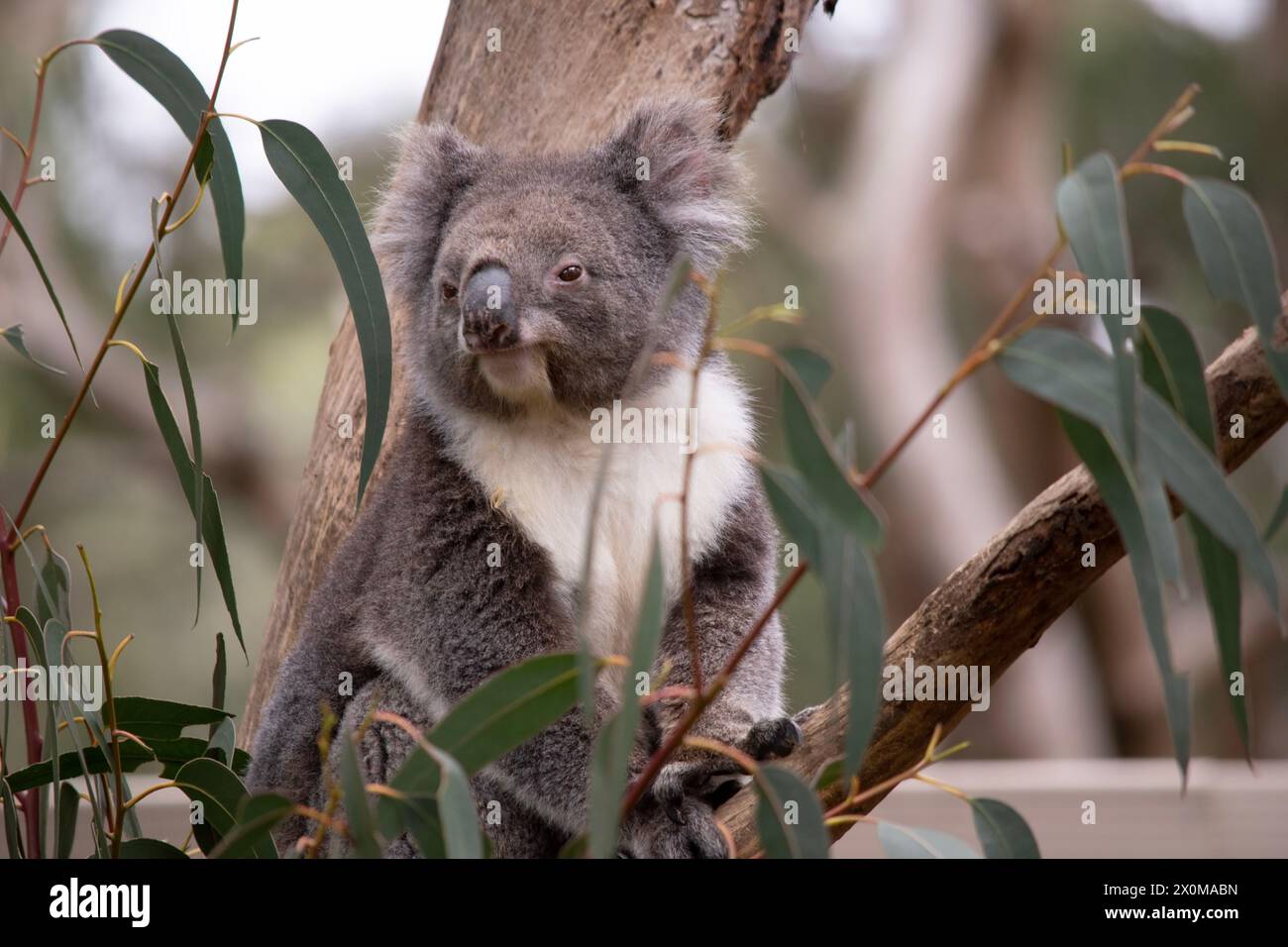 the Koala has a large round head, big furry ears and big black nose ...