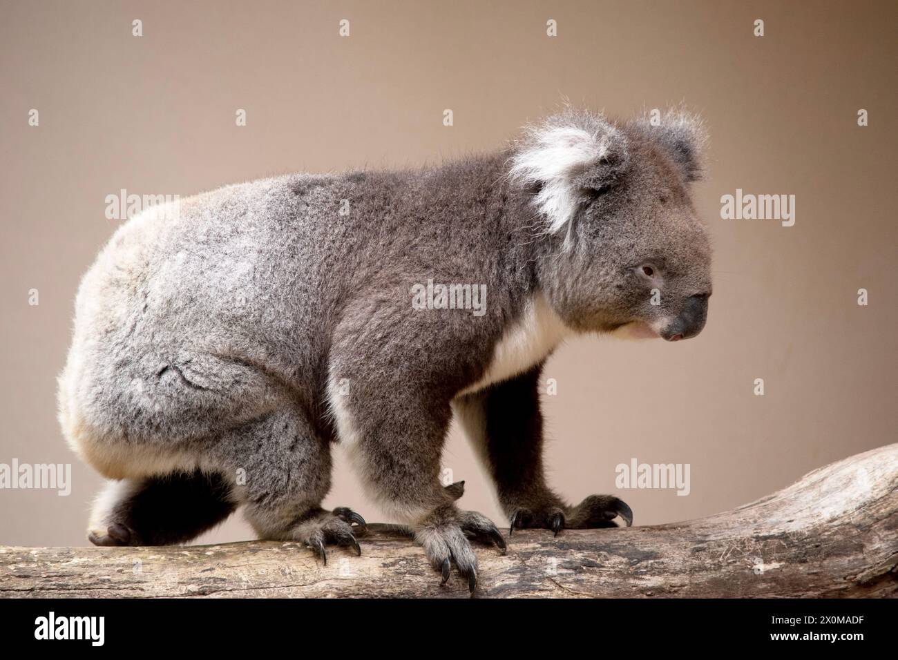 the Koala has a large round head, big furry ears and big black nose ...