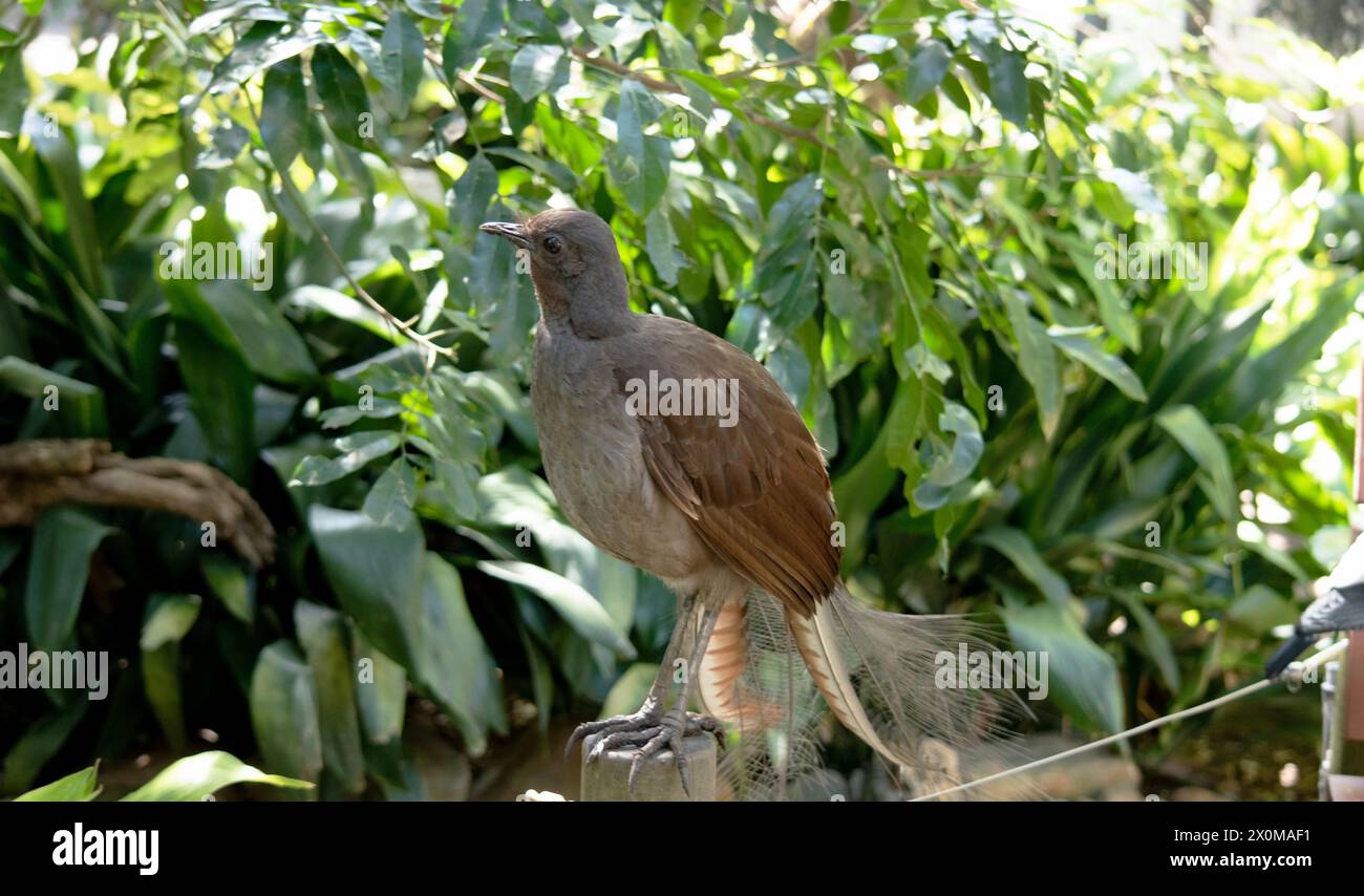 the lyre bird male has an ornate tail, with special curved feathers ...