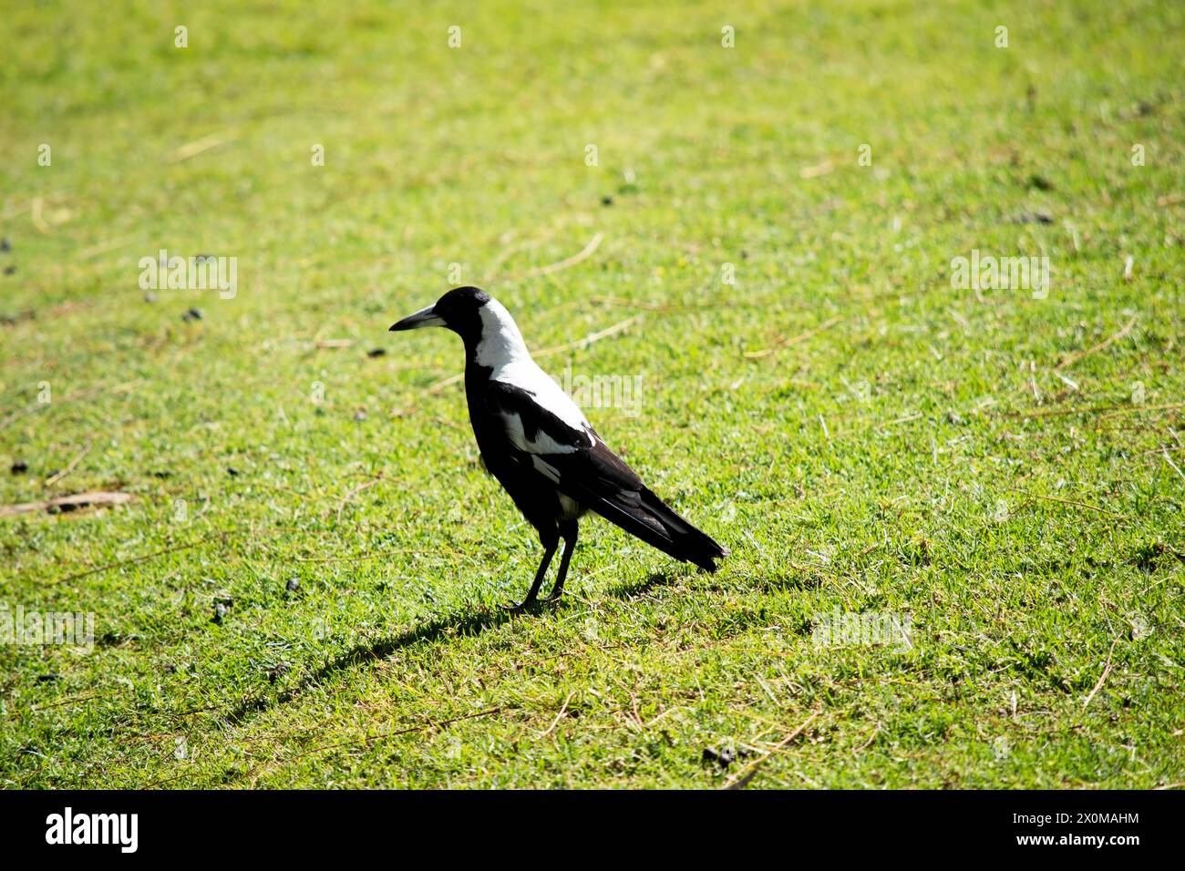 The magpie is a distinctive looking bird, with glossy black and ...