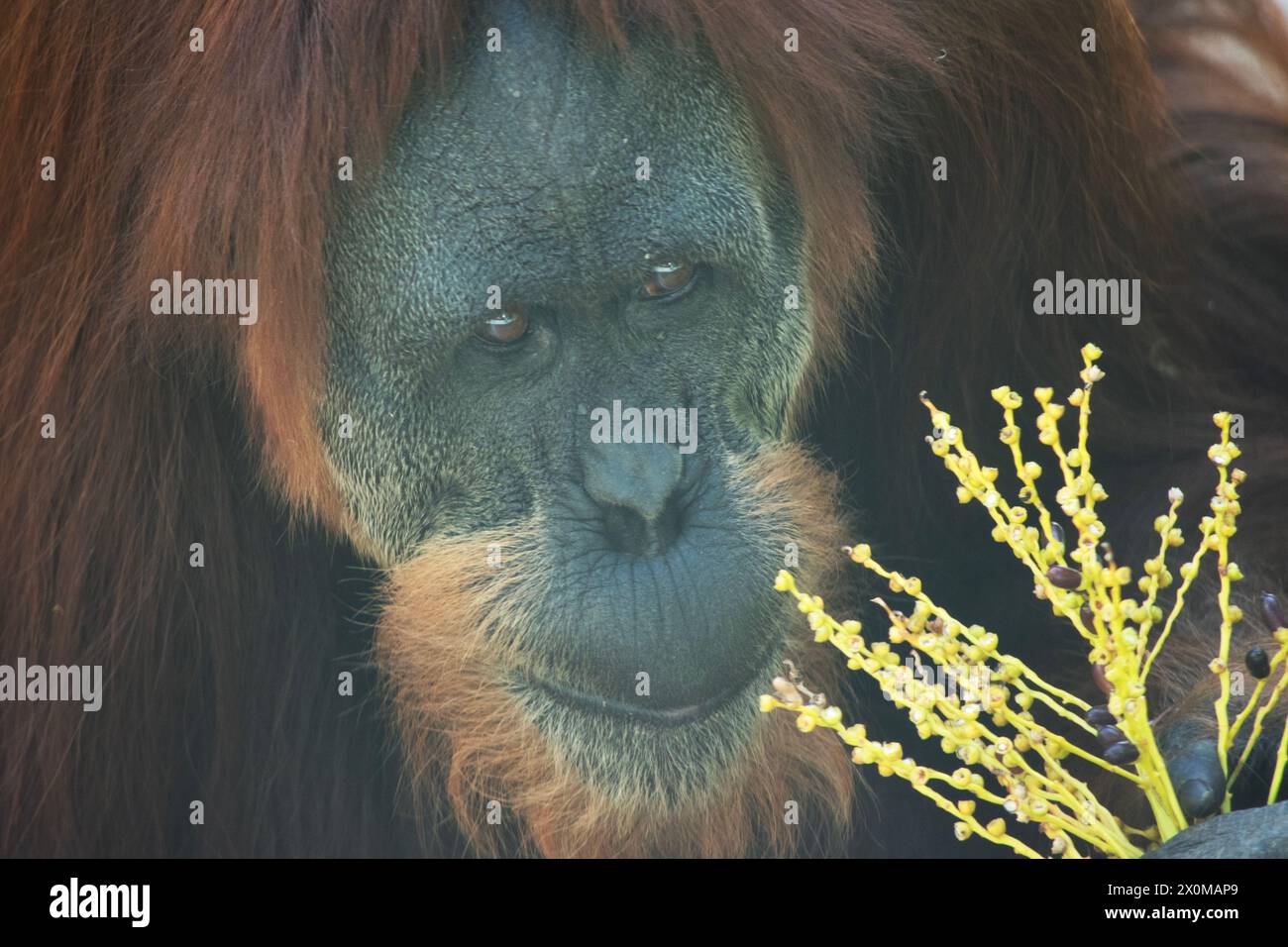 Orangutan feet hi-res stock photography and images - Alamy