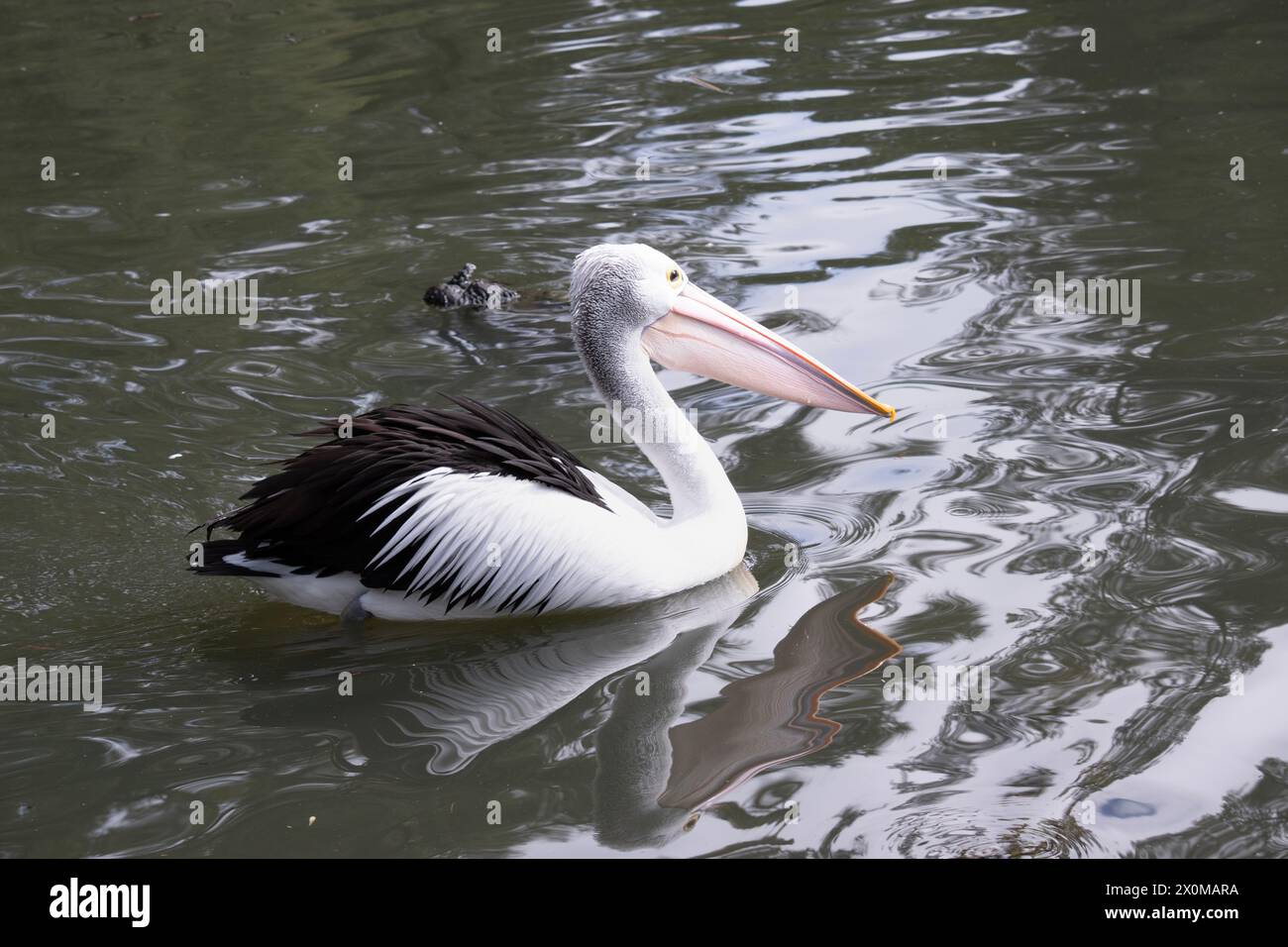 Australian pelicans are one of the largest flying birds. They have a ...