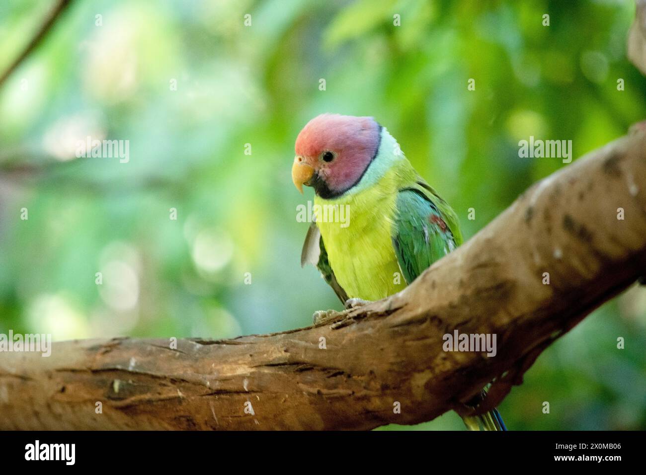 The plum-headed parakeet is a mainly green parrot. The male has a red ...